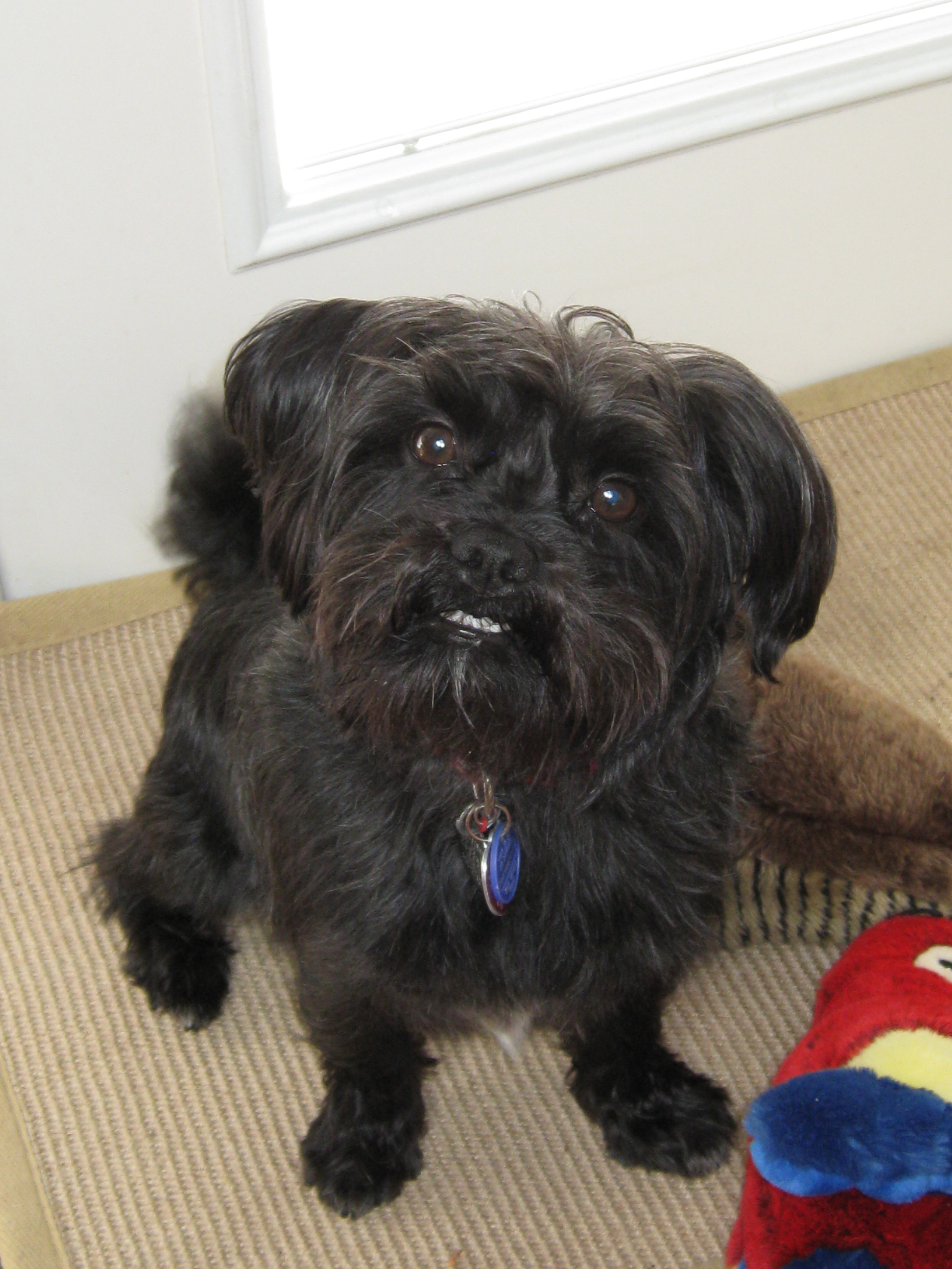 Bat Sheba Dog | Australian Perfume Junkies