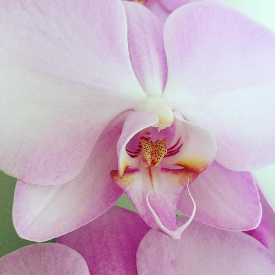 Purple: Photo Essay | Australian Perfume Junkies