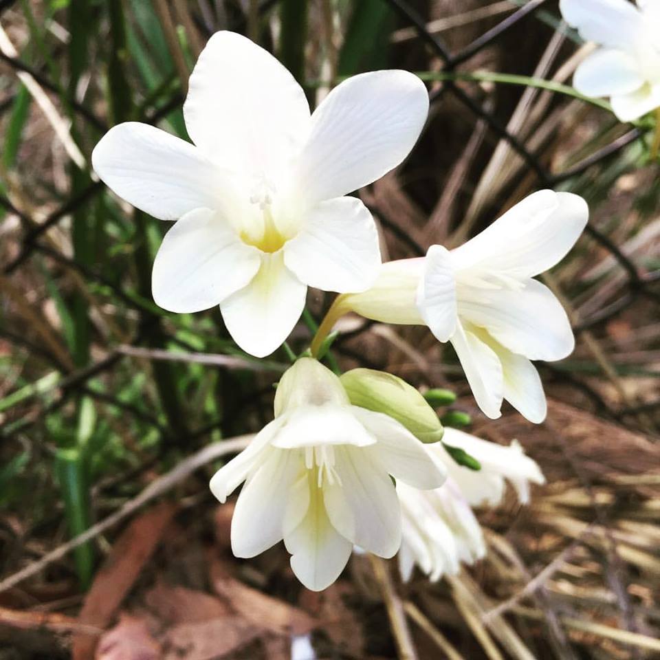 Suzanne R Banks | Australian Perfume Junkies