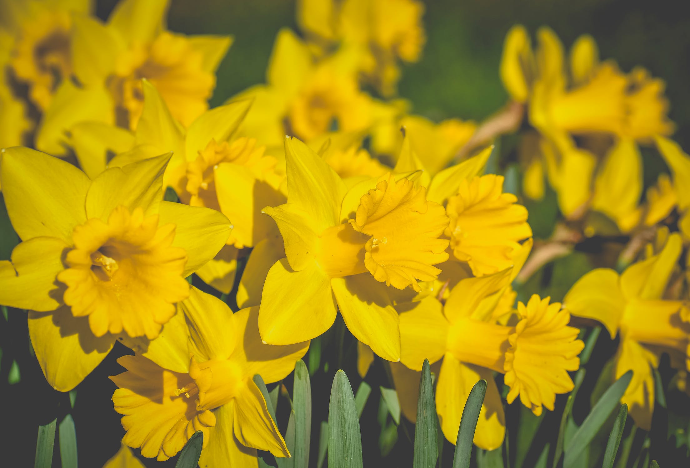 Narcissus: Notes on Notes | Australian Perfume Junkies